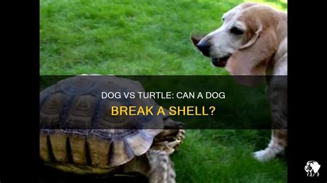 Image result for Break the Turtle Shell