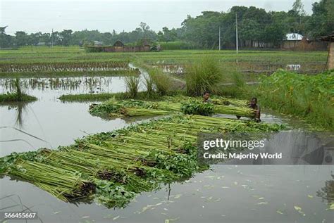 Image result for Jute Processing