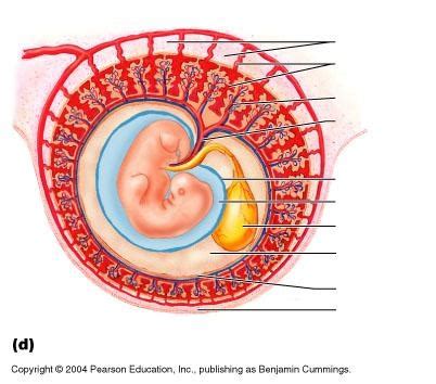 Image result for 4 Week Embryo