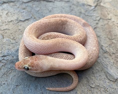 Image result for Children's Python Breeding