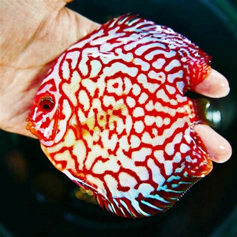 Image result for Red Eagle Discus