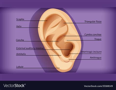 Image result for Outer Ear Angiogram