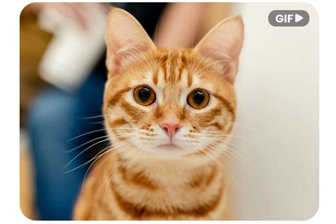 Image result for GIF Generator