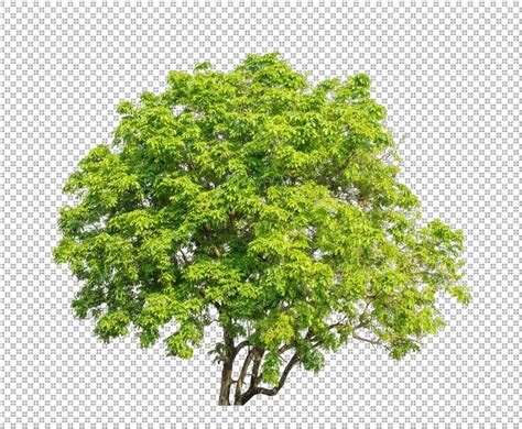 Image result for Tree Transparent Background