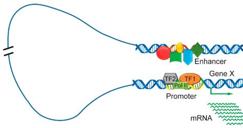 Image result for Enhancer Sequence