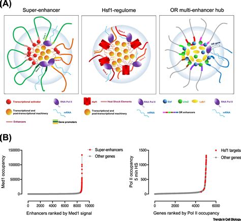 Image result for Super-Enhancer