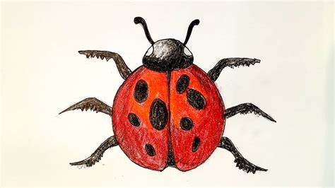 Image result for Ladybug Simple Drawing