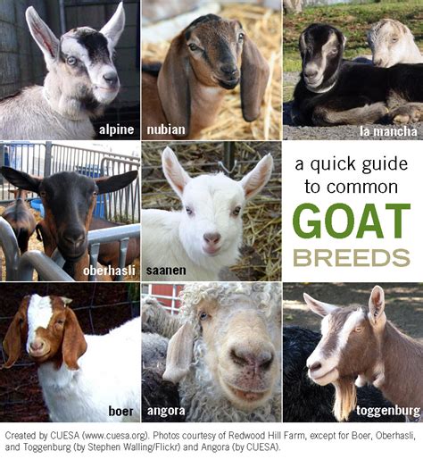 Image result for Types of Goats