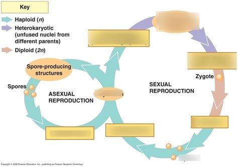 Fungus Life Cycle Diagram | Quizlet