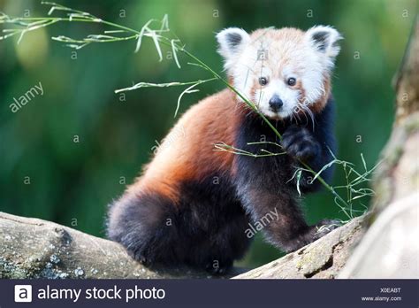 Image result for Red Panda Side View