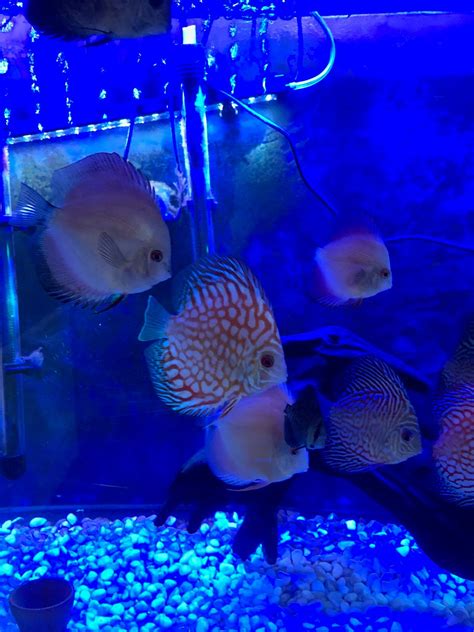 Image result for Red Eagle Discus