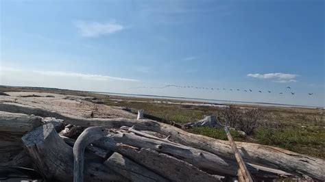 Image result for Goose Hunting Setups