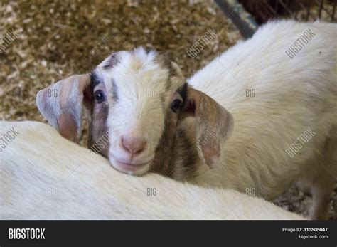 Image result for Goats Smiling