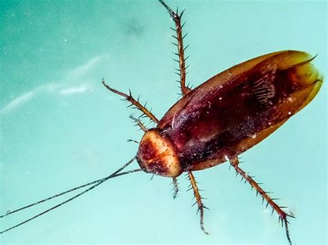 Image result for Small Flying Cockroach