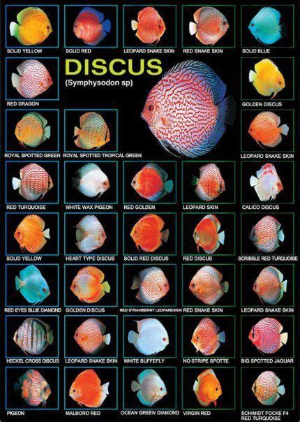 Image result for Types of Discus
