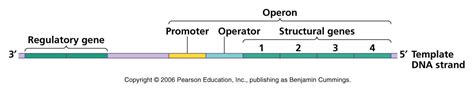 Image result for Operon vs Operator
