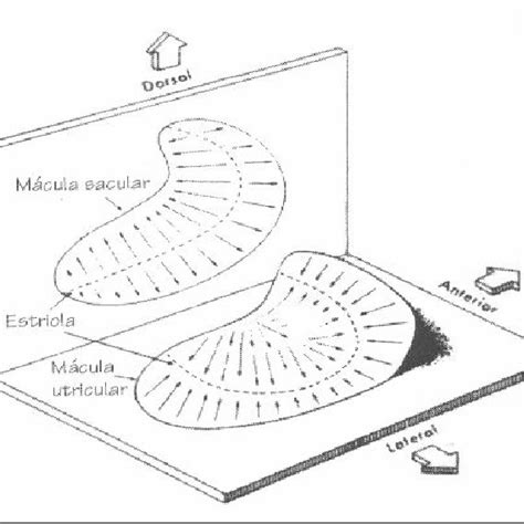 Image result for Retropulsion Test Procedure