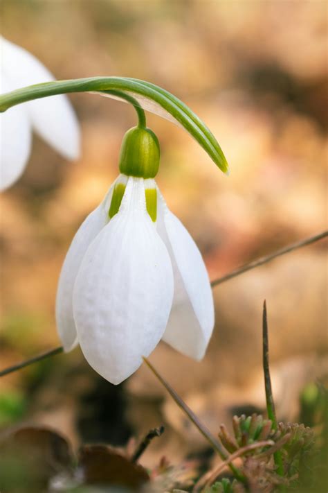 Image result for Snowdrop Snow