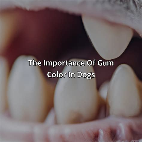 Image result for Normal Dog Gum Color