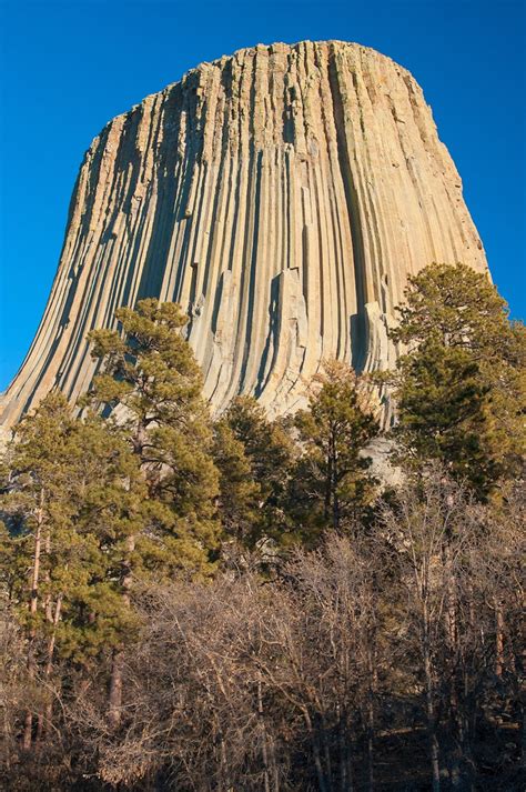 Image result for Is Devils Tower a Tree