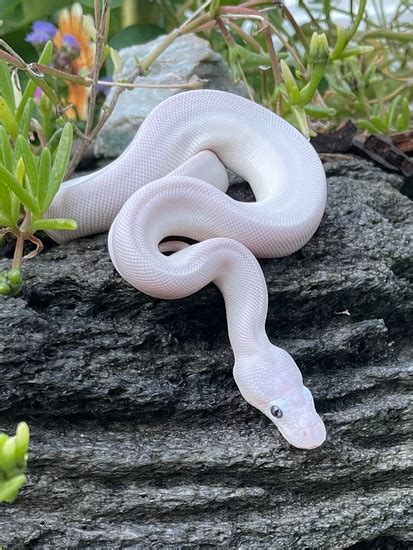 Image result for Blue Eyed Lucy Ball Python