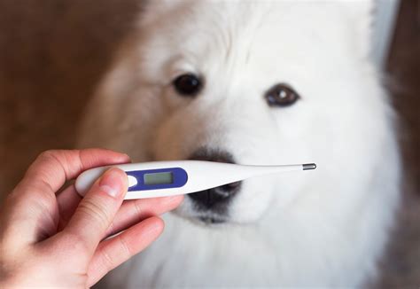 Image result for Dogs Normal Temp
