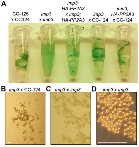 Image result for Vortexing