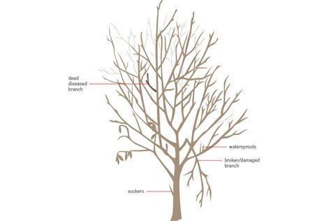 Image result for Pruning Fruit Trees Spring