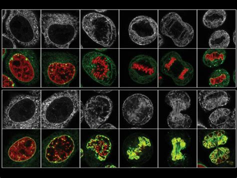 Image result for Nuclear Envelope Function