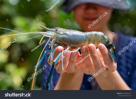 Image result for Catching Prawns