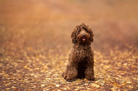 Image result for Cockapoo Breeders