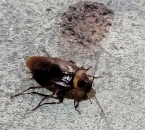 Image result for Big Cockroach