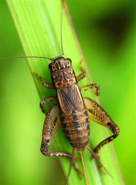 Image result for Cricket Insect Types