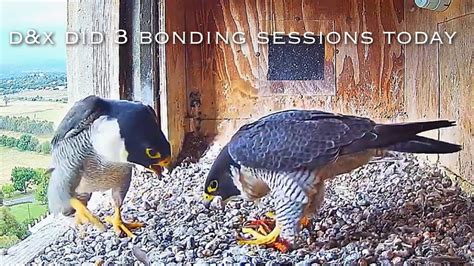 Image result for Box Camera Falcon