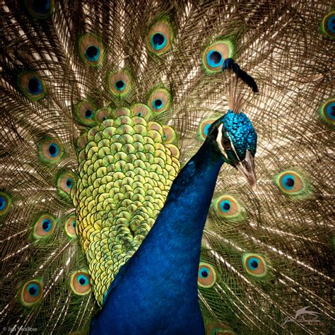 Image result for Selection Project Square Photo