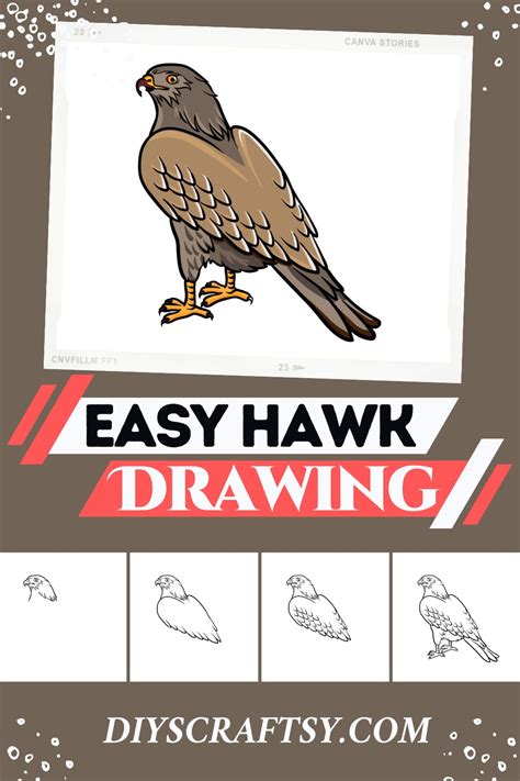 Image result for Hawk Drawing Brid