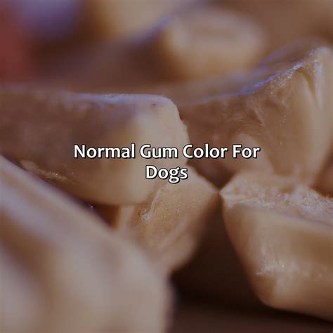Image result for Normal Dog Gum Color