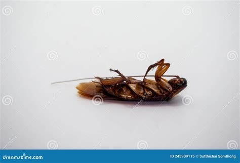 Image result for Cockroach Side View