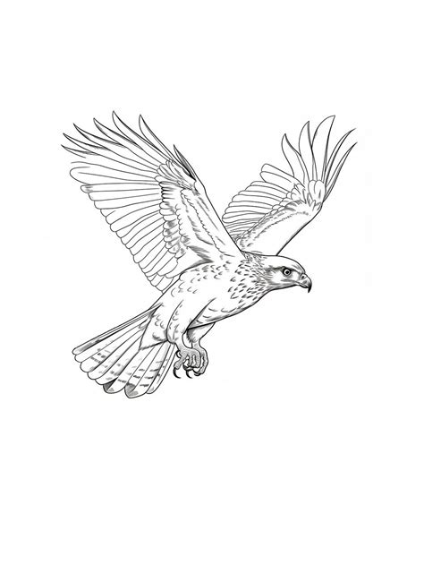 Image result for Hawk Drawing Colors