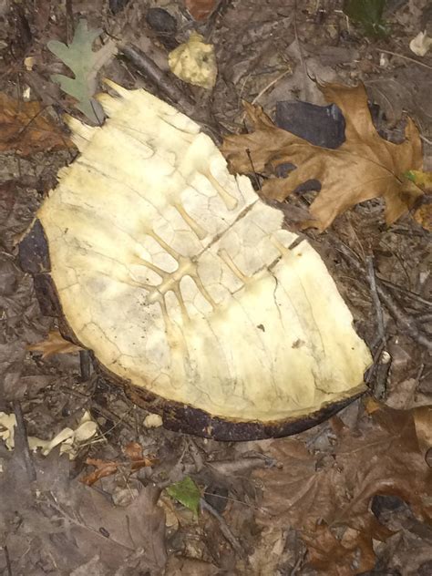 Image result for How to Clean a Dead Turtle Shell Out