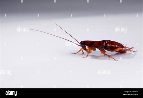 Image result for Cockroach Side View