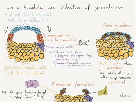 Image result for Blastula Development