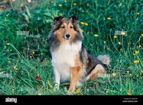 Image result for Sheltie Spring Pictures