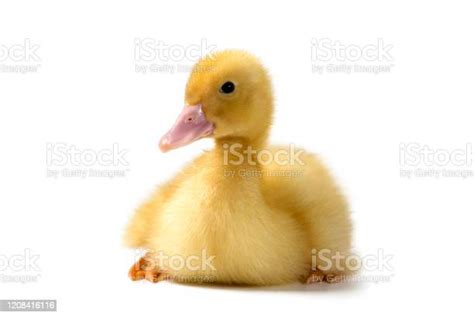 Image result for Duckling Front View