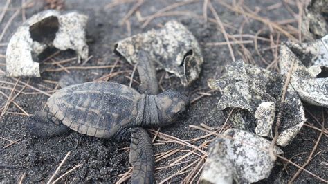 Image result for Turtle Hatching