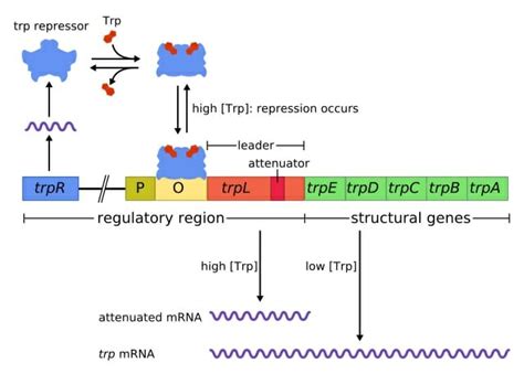 Image result for Operon Structure