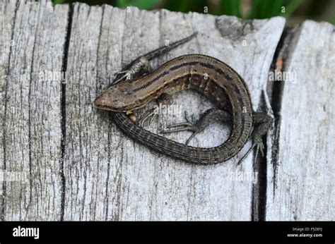 Image result for Lizard Feet