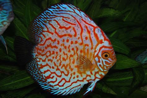 Image result for Discus Fish Varieties