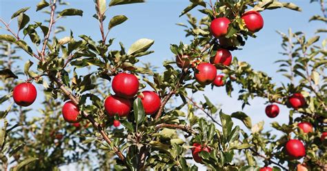 Image result for Alar Guide