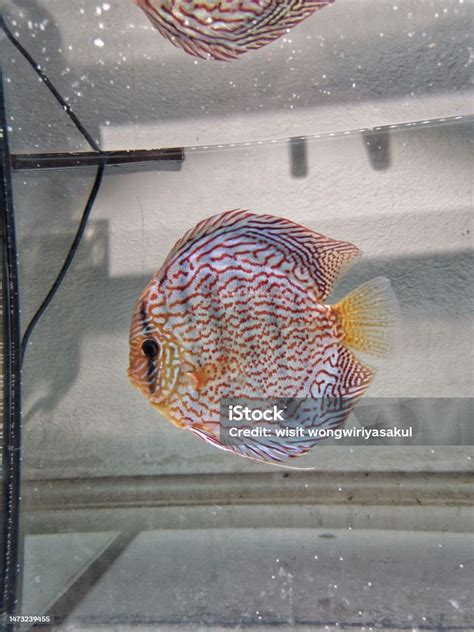 Image result for Live Discus Fish
